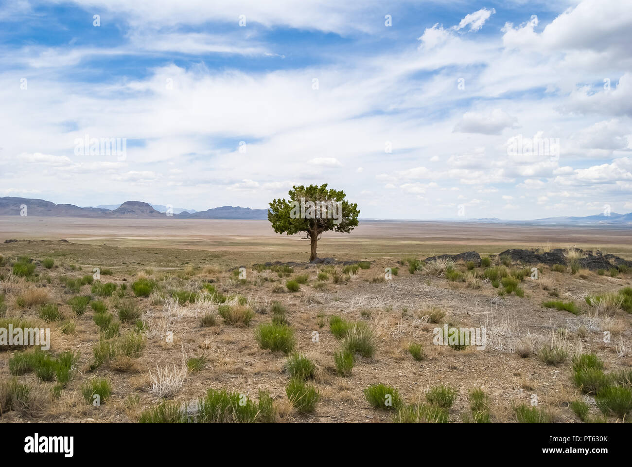 A single juniper tree stands out among hte flat desert grasses and sage ...