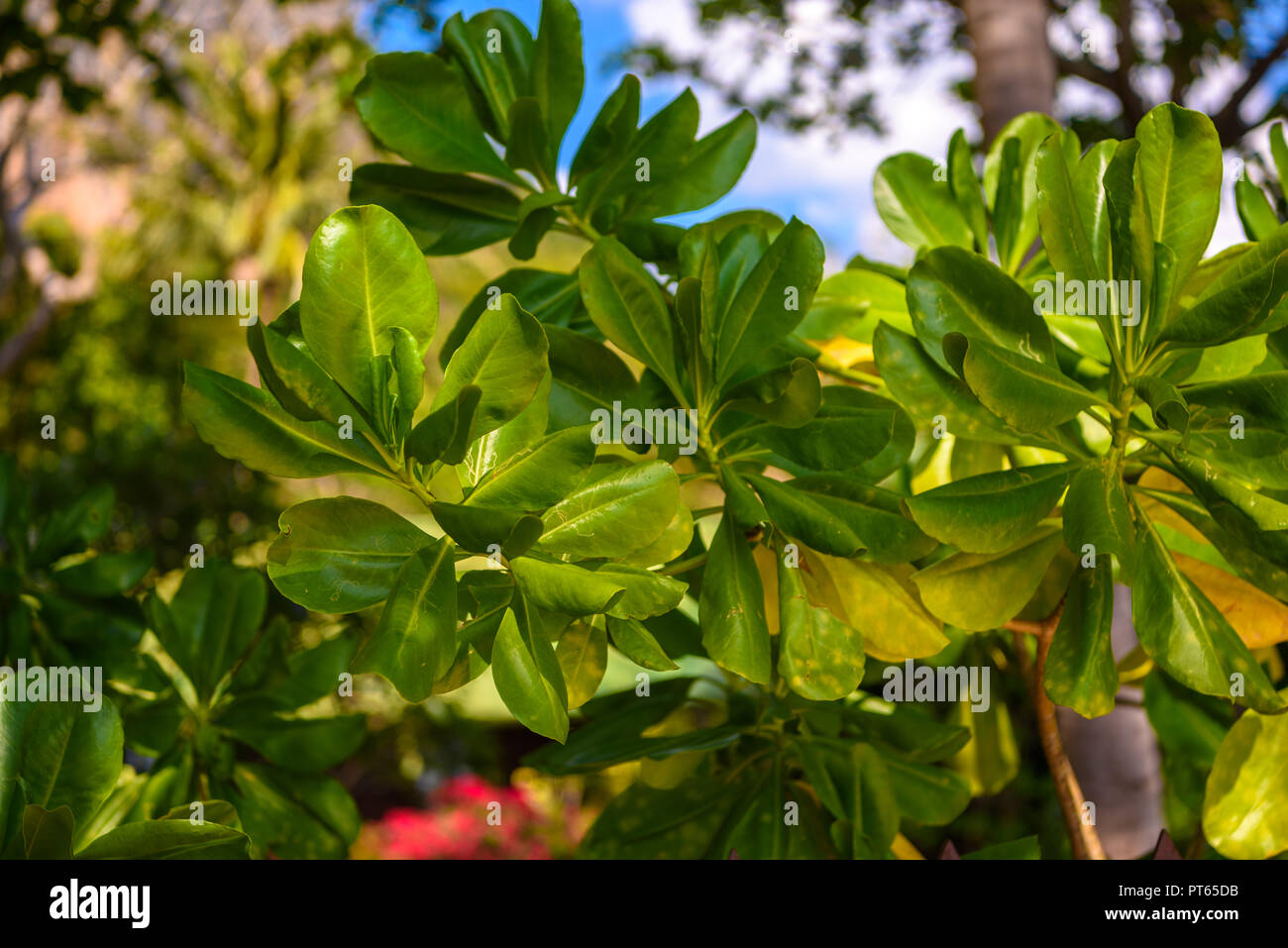 Indian almond tree hi-res stock photography and images - Alamy
