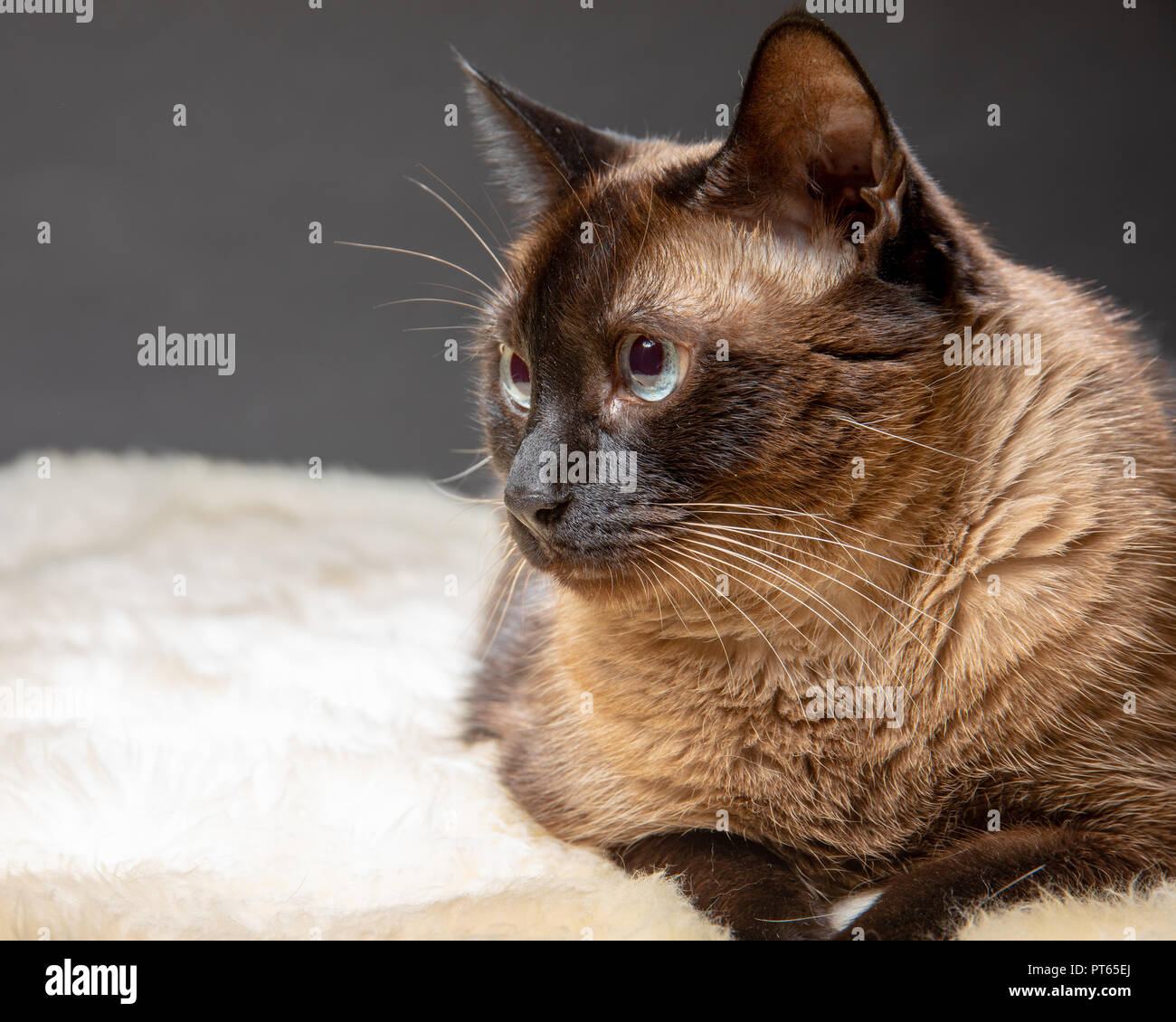 Mischief, the Himalayan-Tabby mix, doing his best to ignore the camera ...