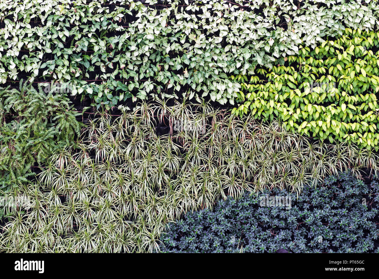 Botanical diversity texture. Plants leaves background Stock Photo - Alamy