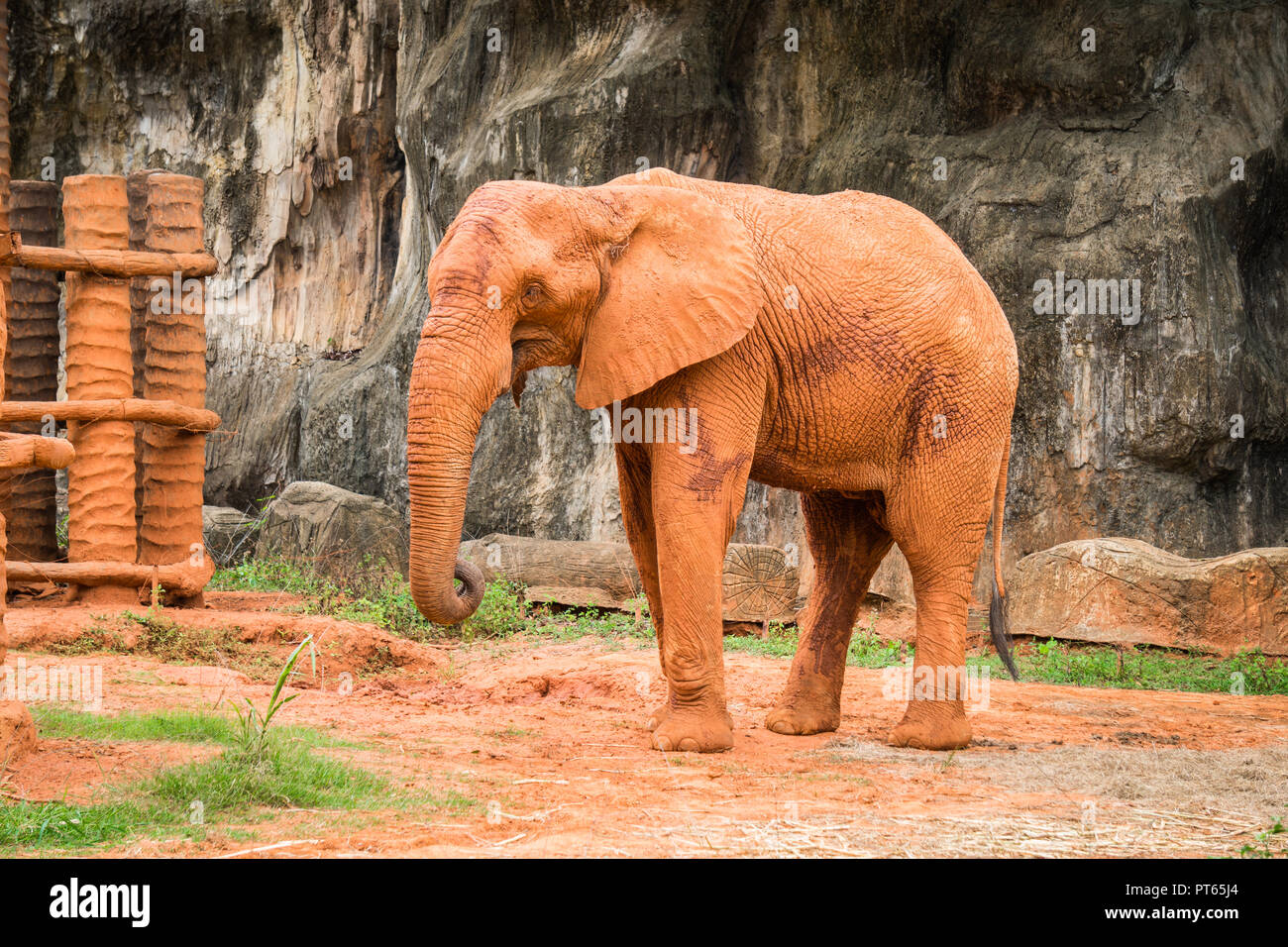 African elephant with red soil on skin in zoo. Elephants are large ...