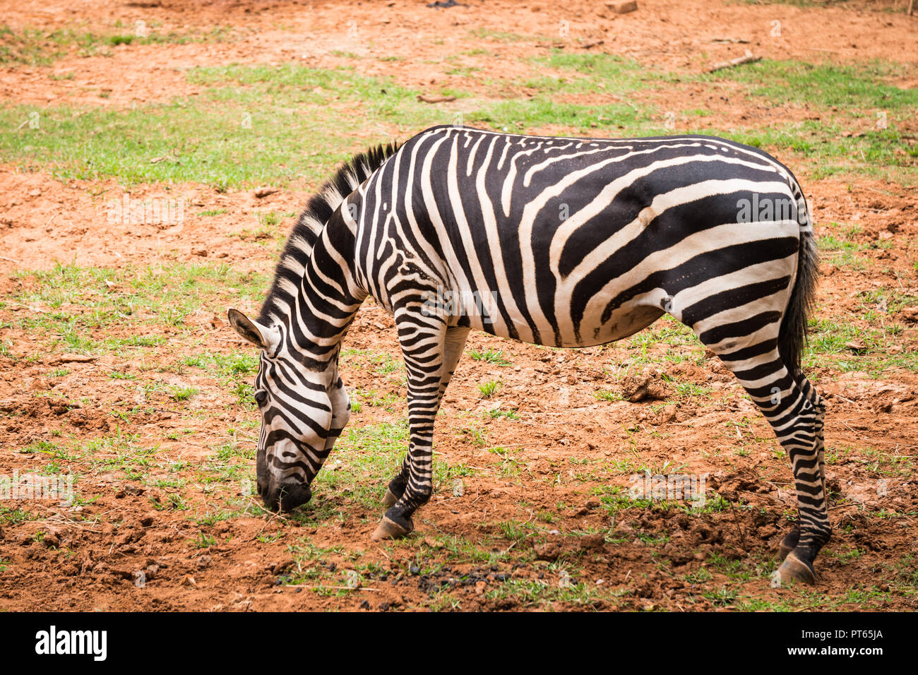 African Grass Plains