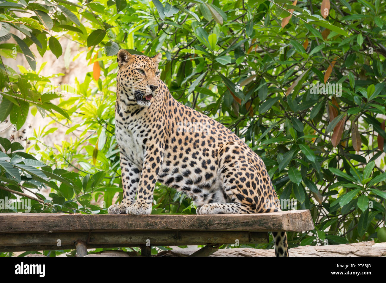 Leopard standing on the tree in zoo Stock Photo - Alamy