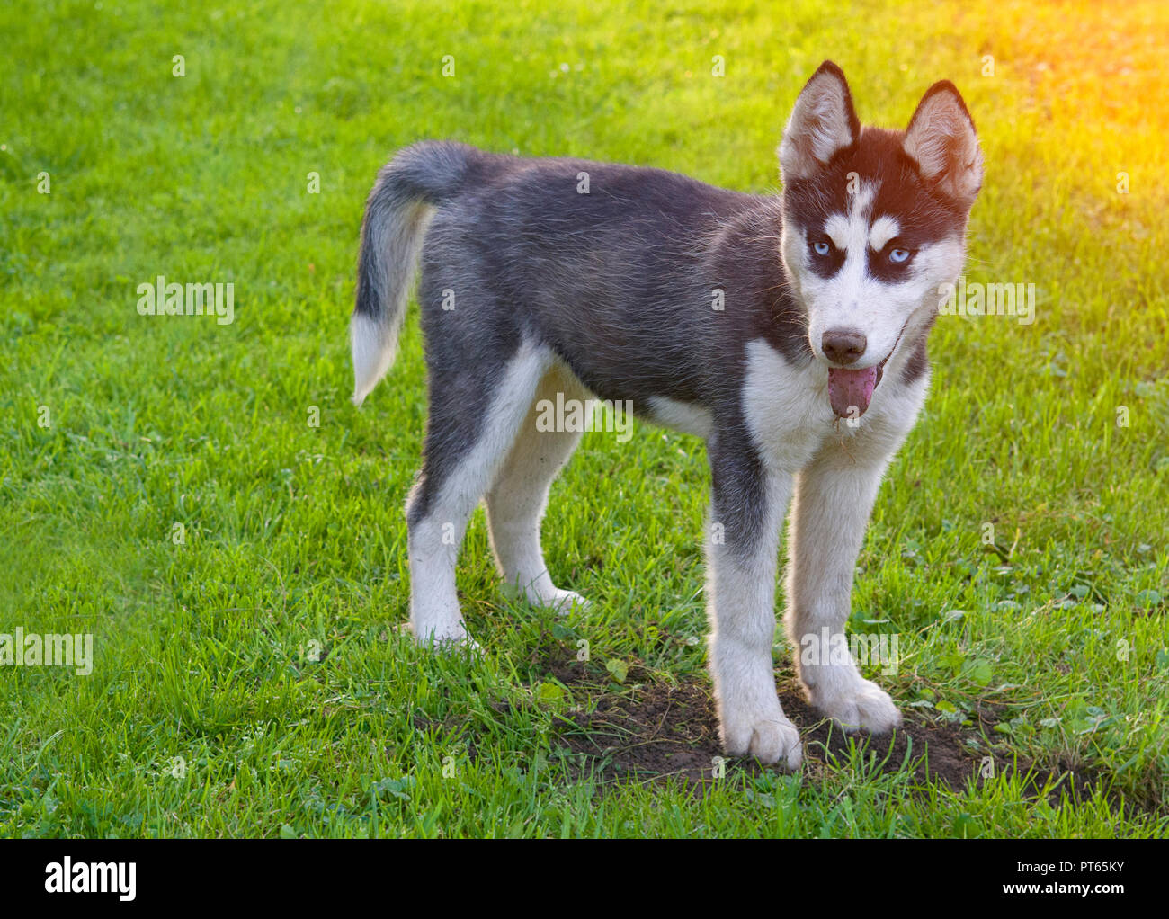 beautiful husky portrait on amazing background sunset Stock Photo - Alamy