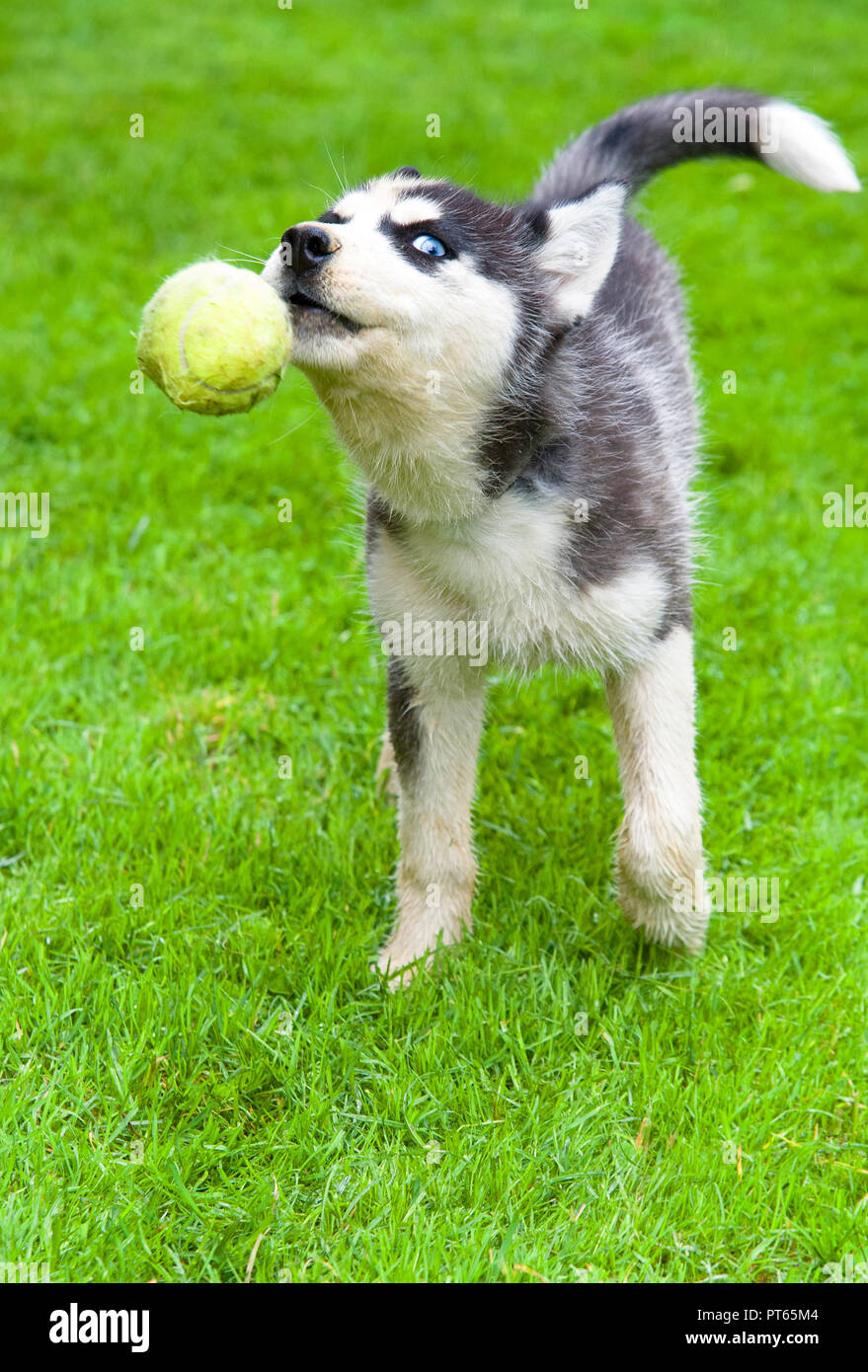 Cute siberian husky puppy play balls on grass. Cute dog Stock Photo - Alamy