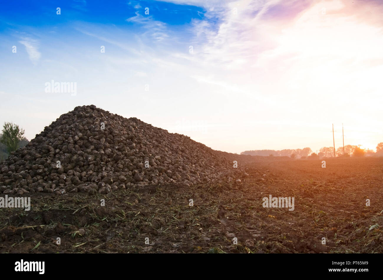 sugar beet harvest. The pile of sugar beet Stock Photo - Alamy