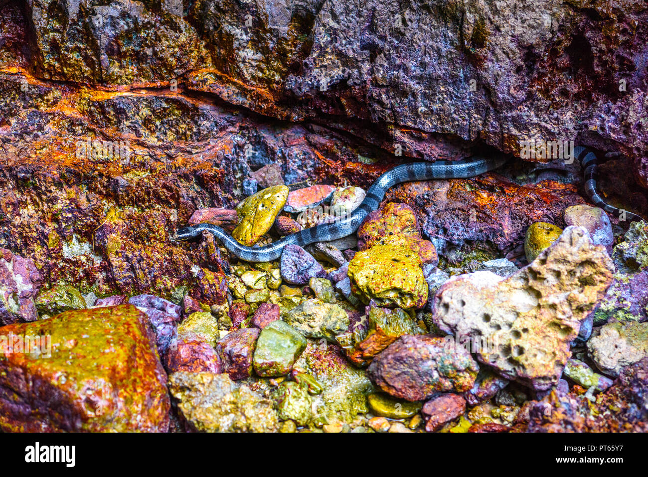 Hydrophis Belcheri High Resolution Stock Photography and Images - Alamy