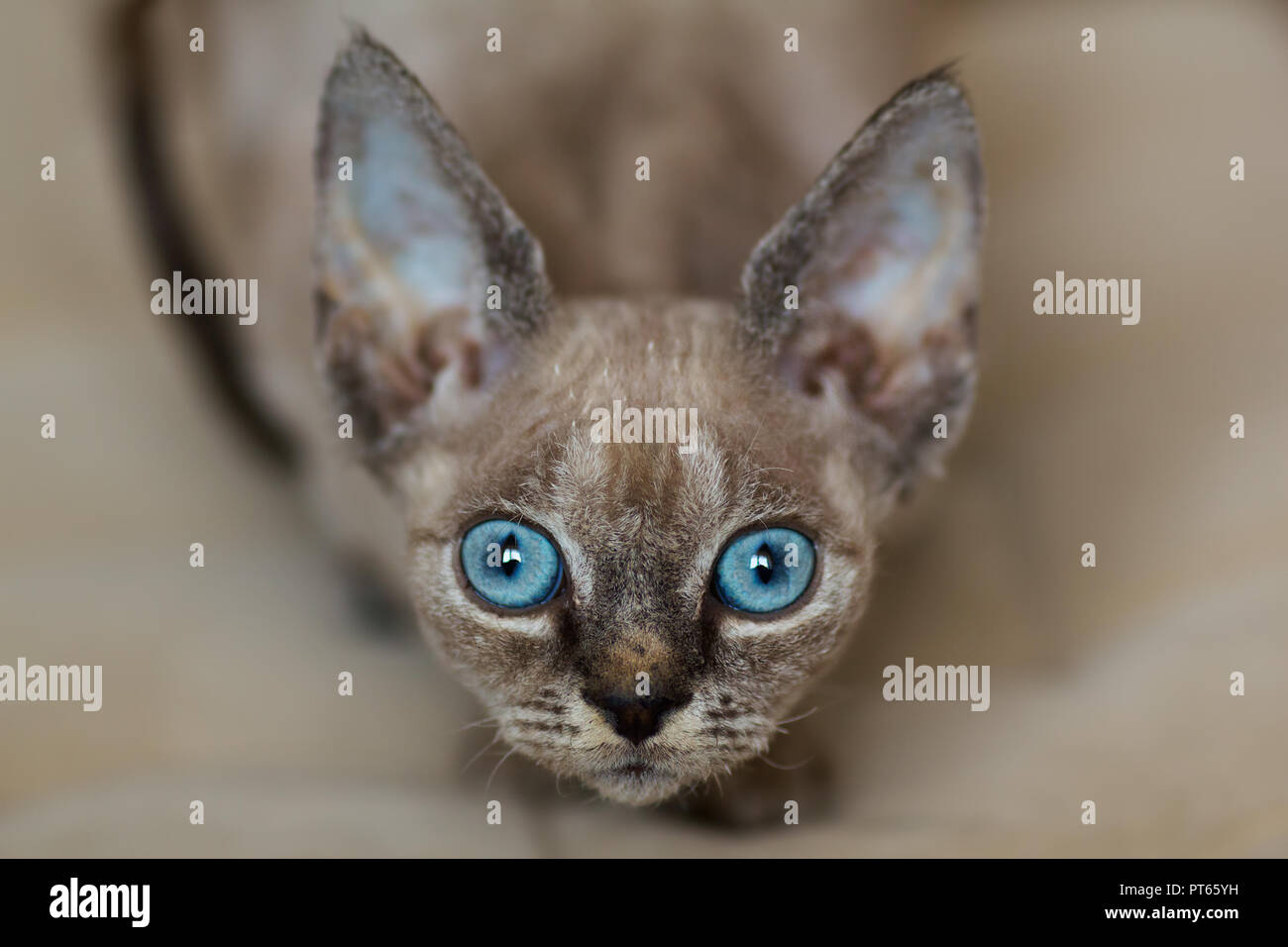 close-up view of face of devon rex kitten with blue eyes Stock Photo ...