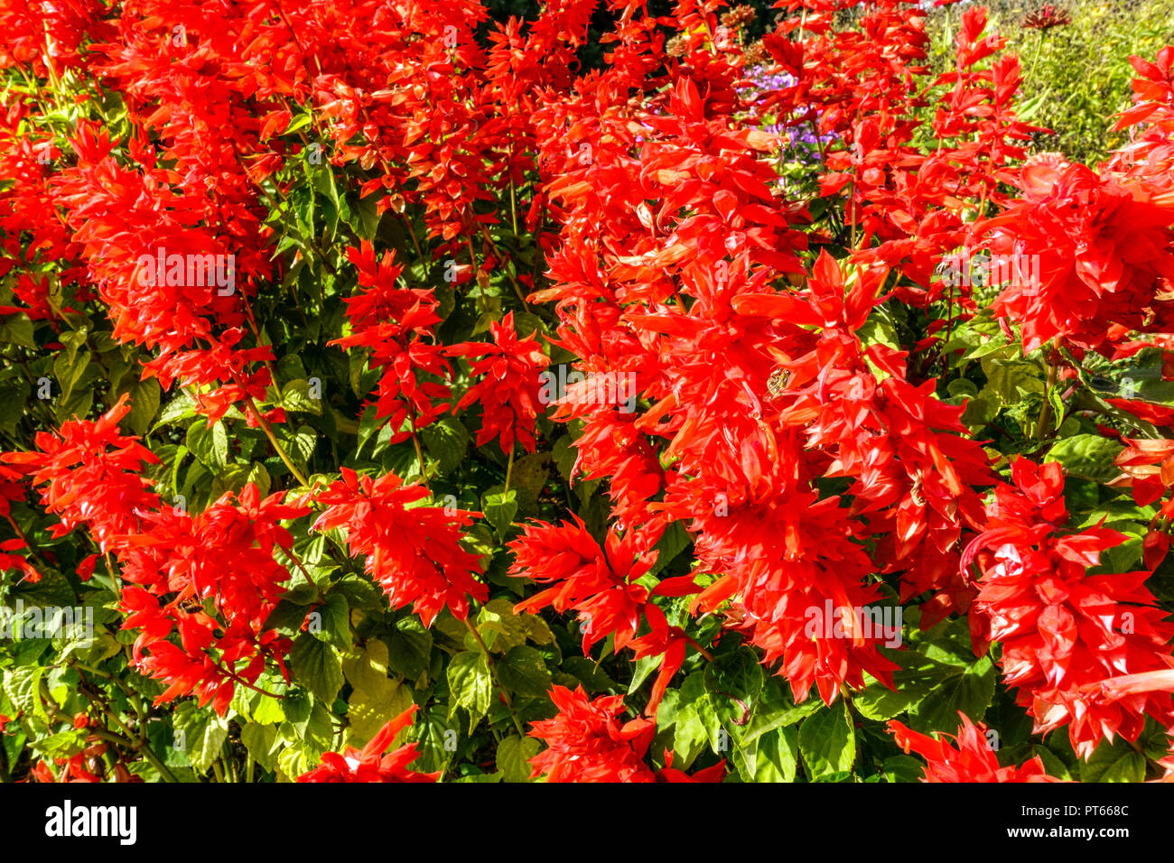 Red flowerbed annual border plant, Scarlet sage, Salvia splendens ...