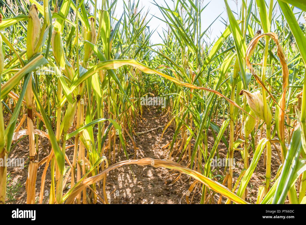 Dried corn plant withered hi-res stock photography and images - Alamy
