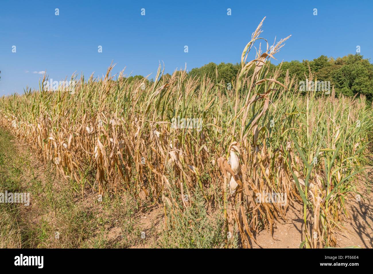 Dried corn plant withered hi-res stock photography and images - Alamy