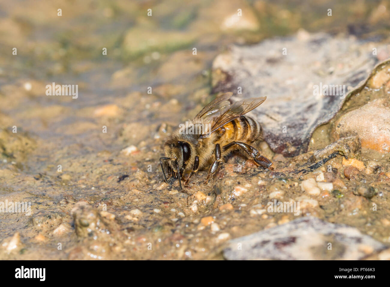Honey bee drinking in a mud puddle, Germany Stock Photo - Alamy