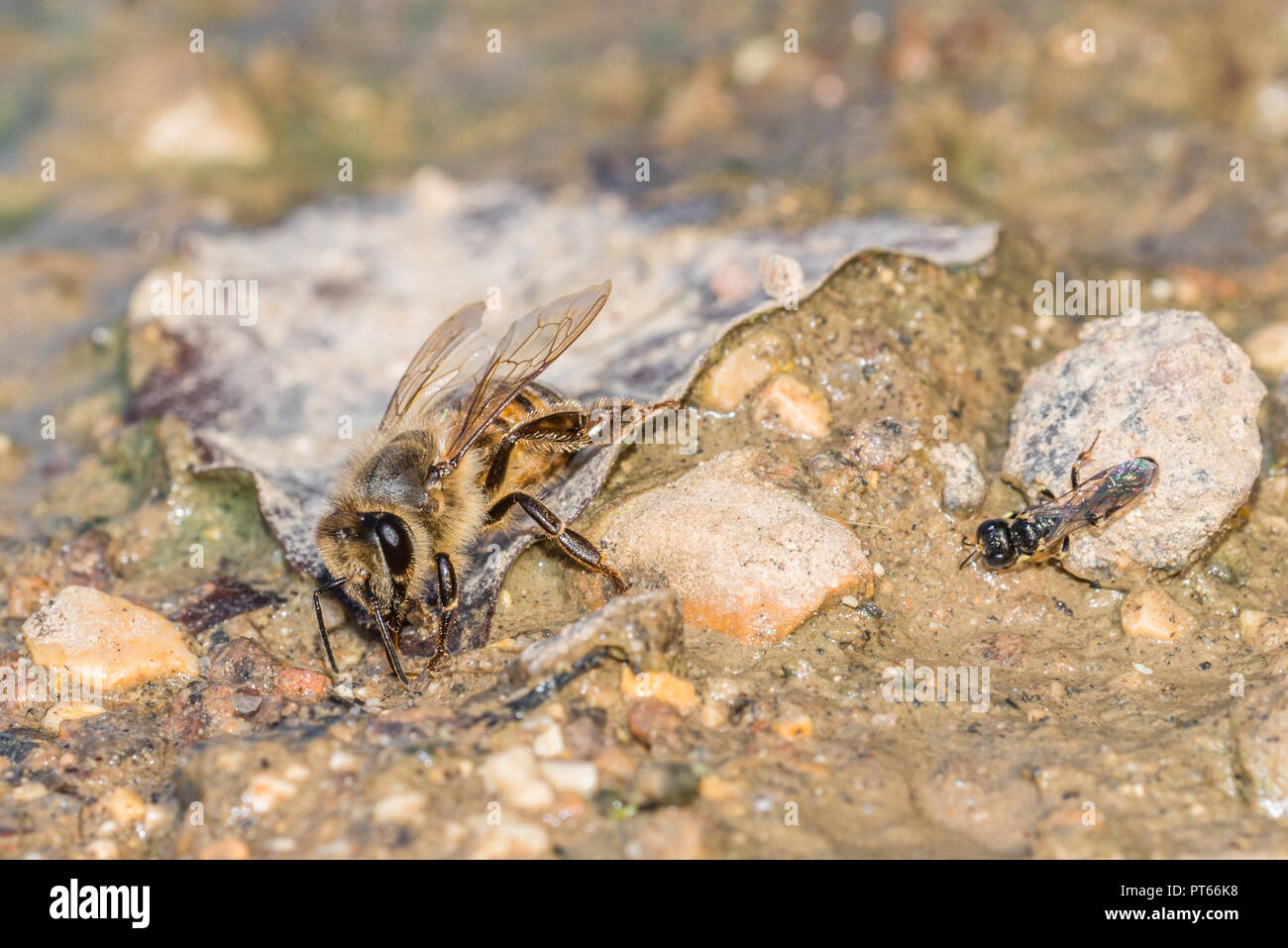 Honey bee drinking in a mud puddle, Germany Stock Photo - Alamy