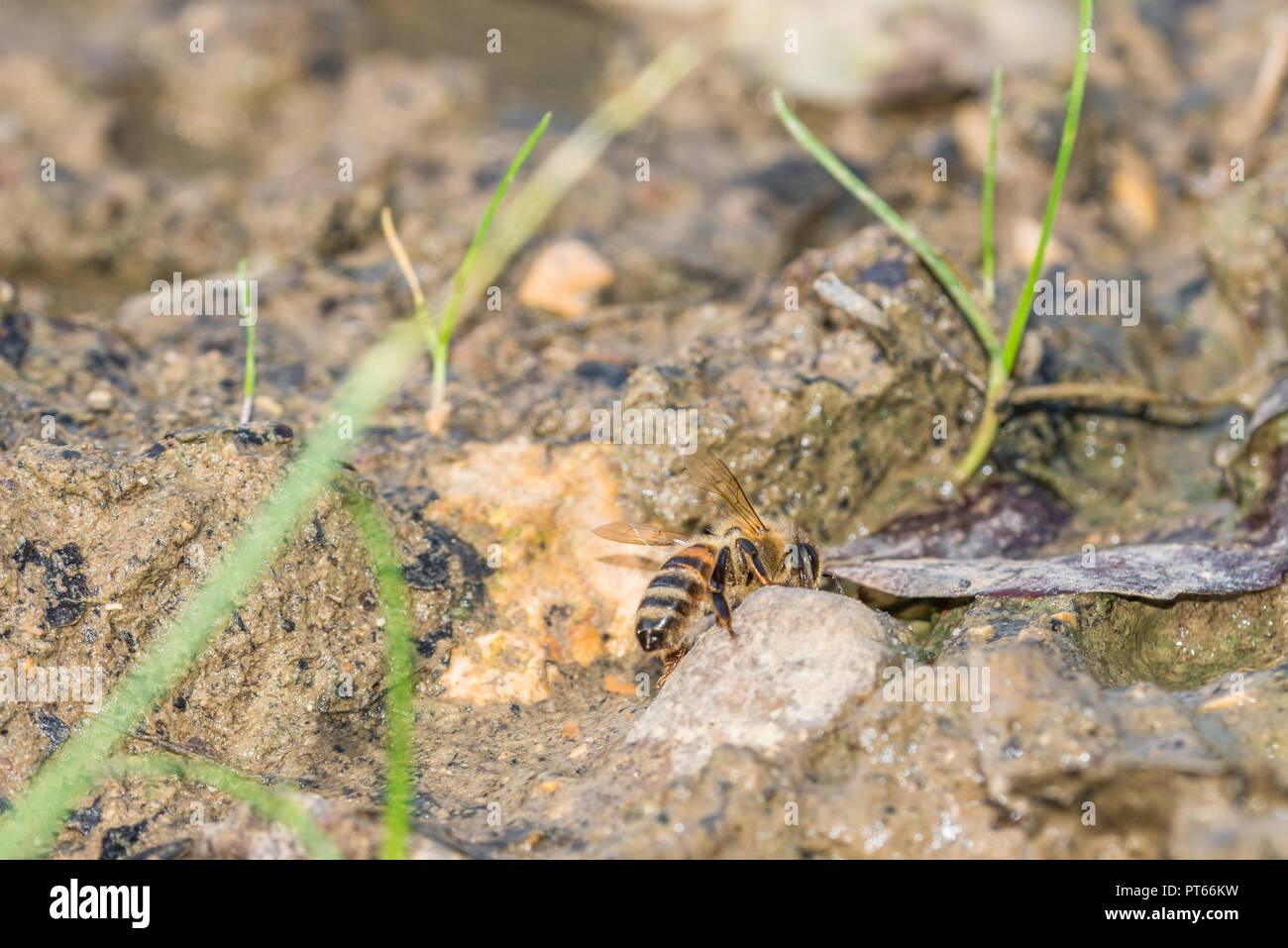 Honey bee drinking in a mud puddle, Germany Stock Photo - Alamy
