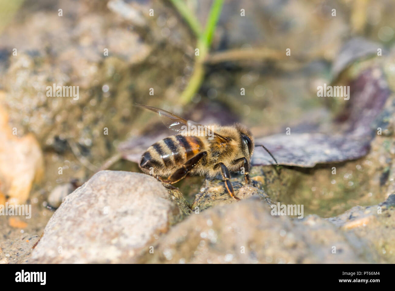 Honey bee drinking in a mud puddle, Germany Stock Photo - Alamy