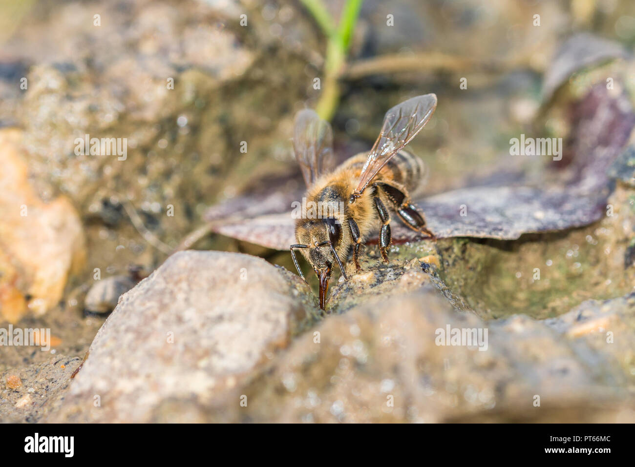 Dried mud puddle dry rain hi-res stock photography and images - Alamy