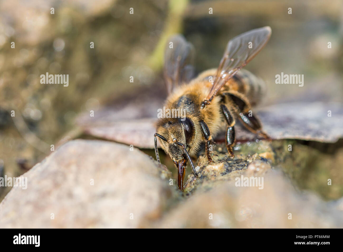 Honey bee drinking in a mud puddle, Germany Stock Photo - Alamy