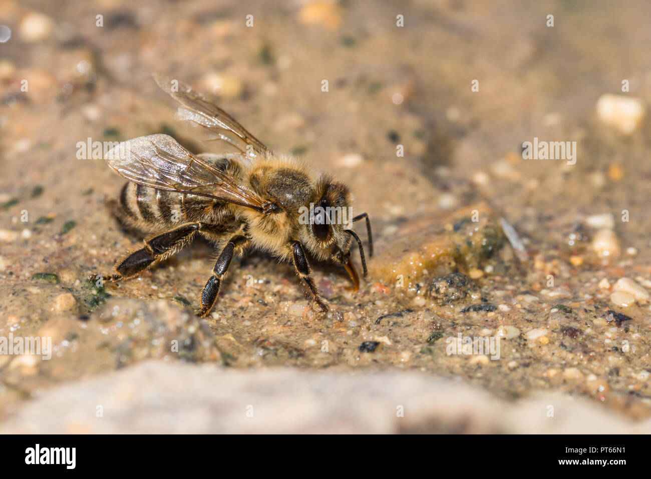 Honey bee drinking in a mud puddle, Germany Stock Photo - Alamy