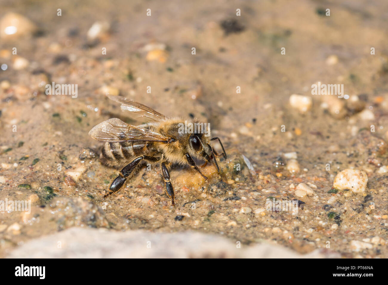 Honey bee drinking in a mud puddle, Germany Stock Photo - Alamy