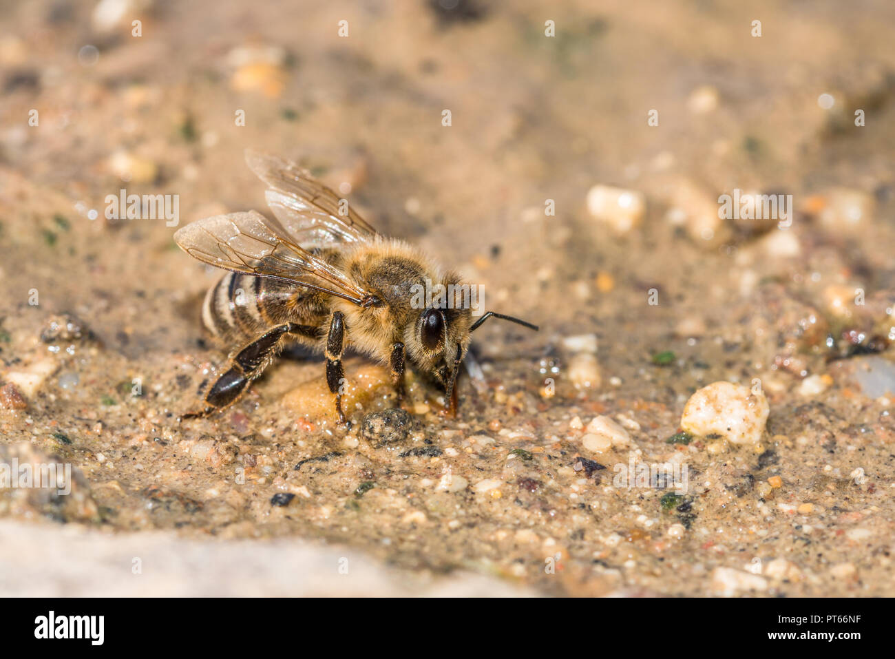 Dried Mud Puddle Dry Rain High Resolution Stock Photography and Images ...
