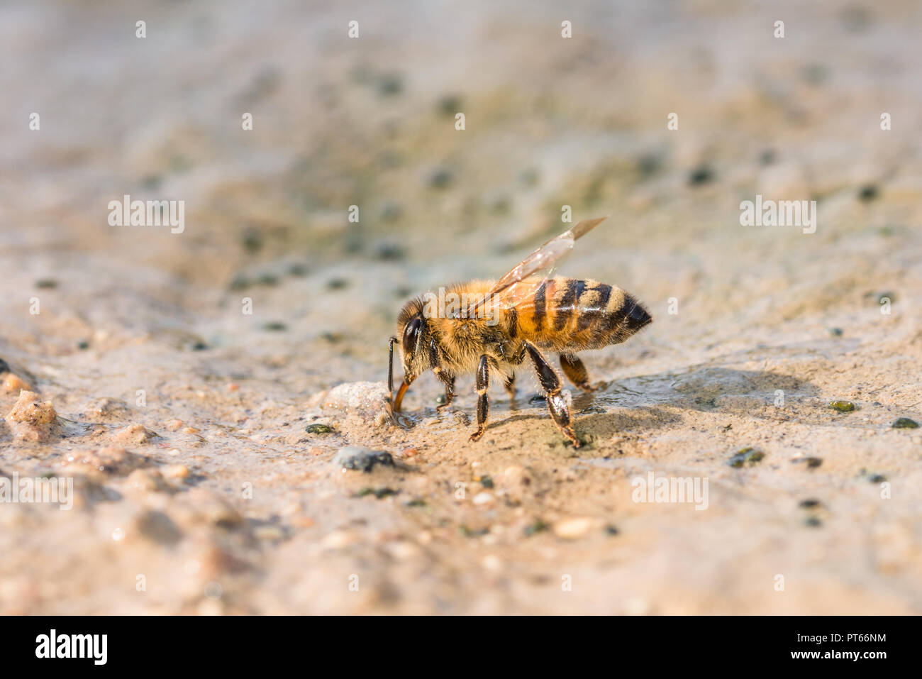 Honey bee drinking in a mud puddle, Germany Stock Photo - Alamy