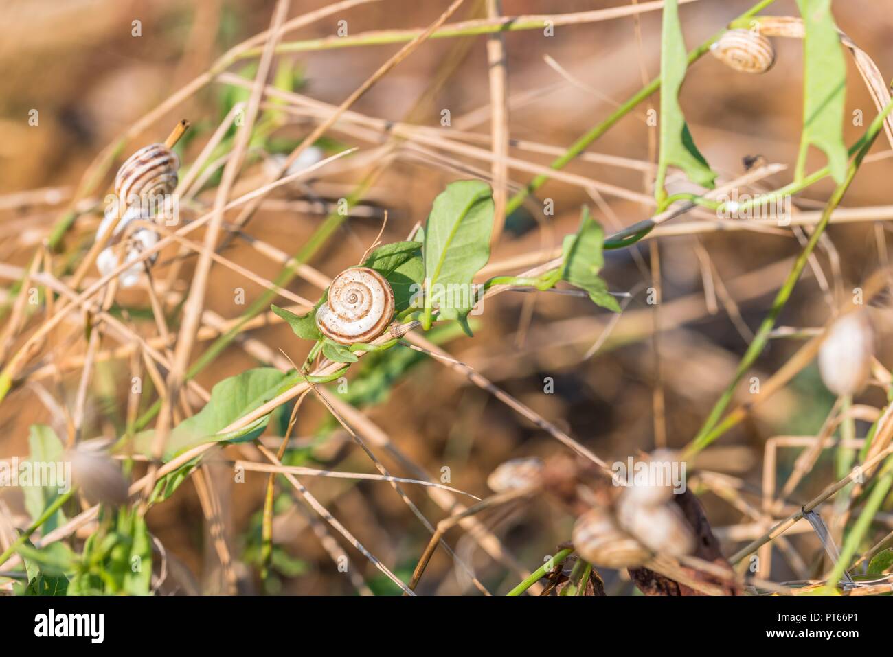 Snails with snail shell in dry rest stick firmly to plants, Germany ...