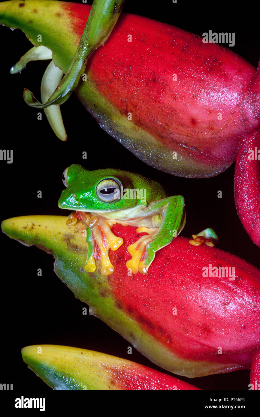 Tree frog on flowers hi-res stock photography and images - Alamy
