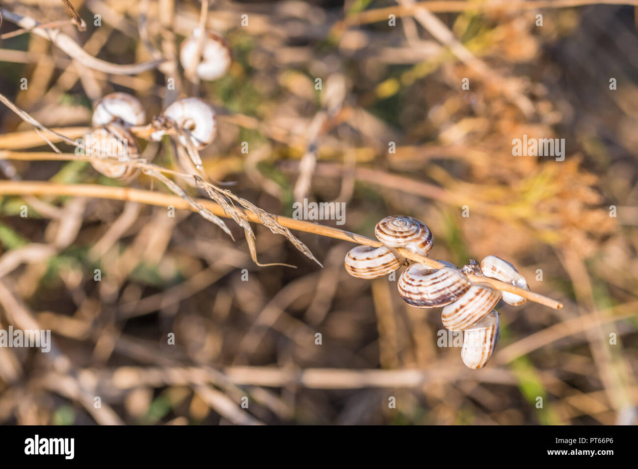 Snails with snail shell in dry rest stick firmly to plants, Germany ...