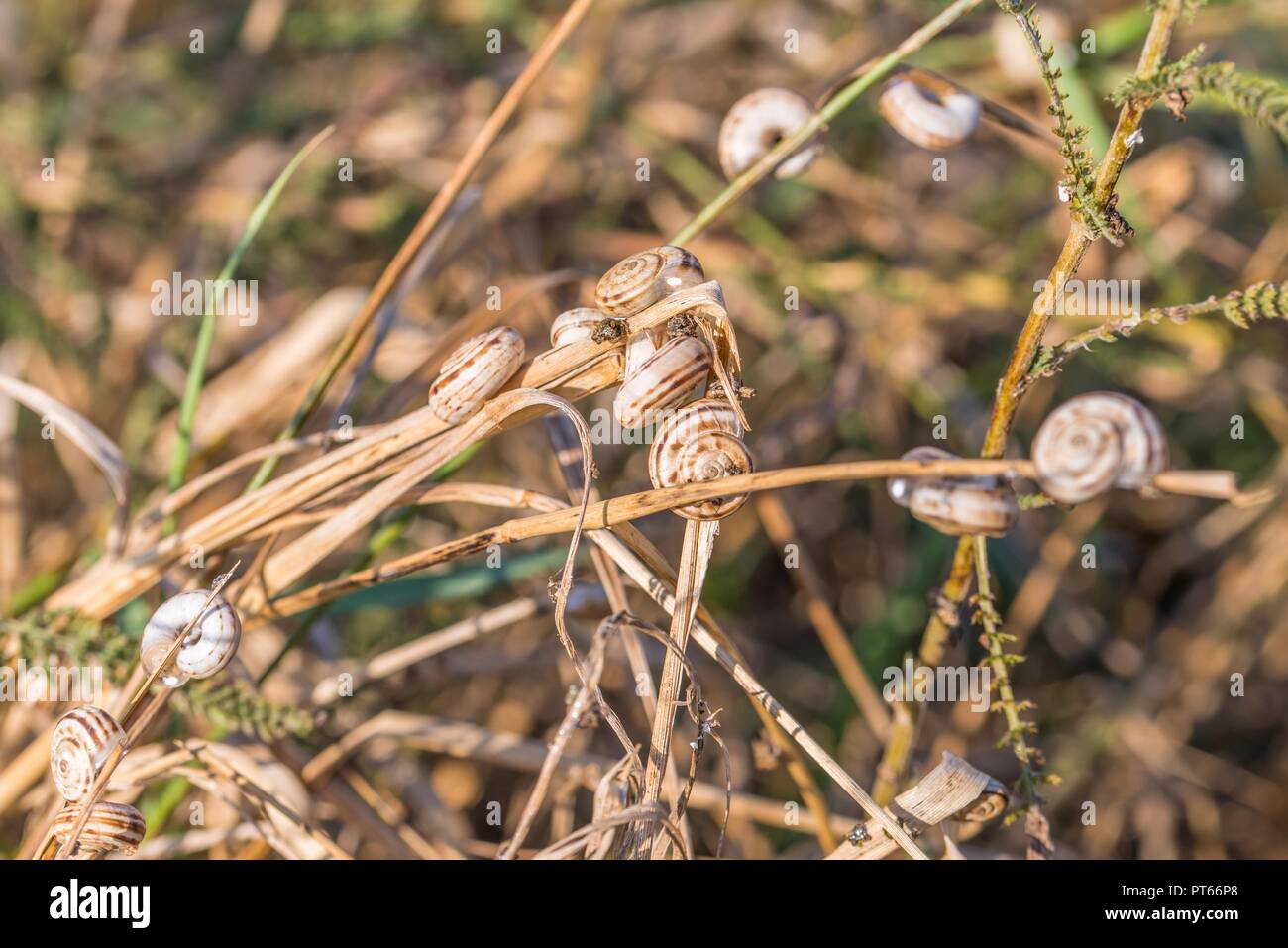 Snails with snail shell in dry rest stick firmly to plants, Germany ...