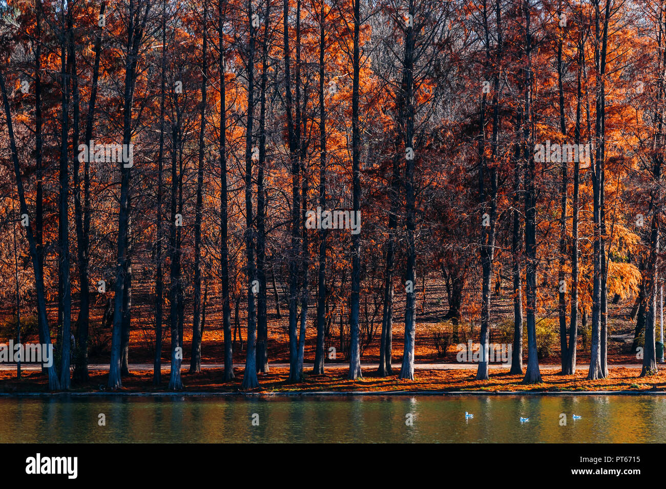 Red trees forest hi-res stock photography and images - Alamy