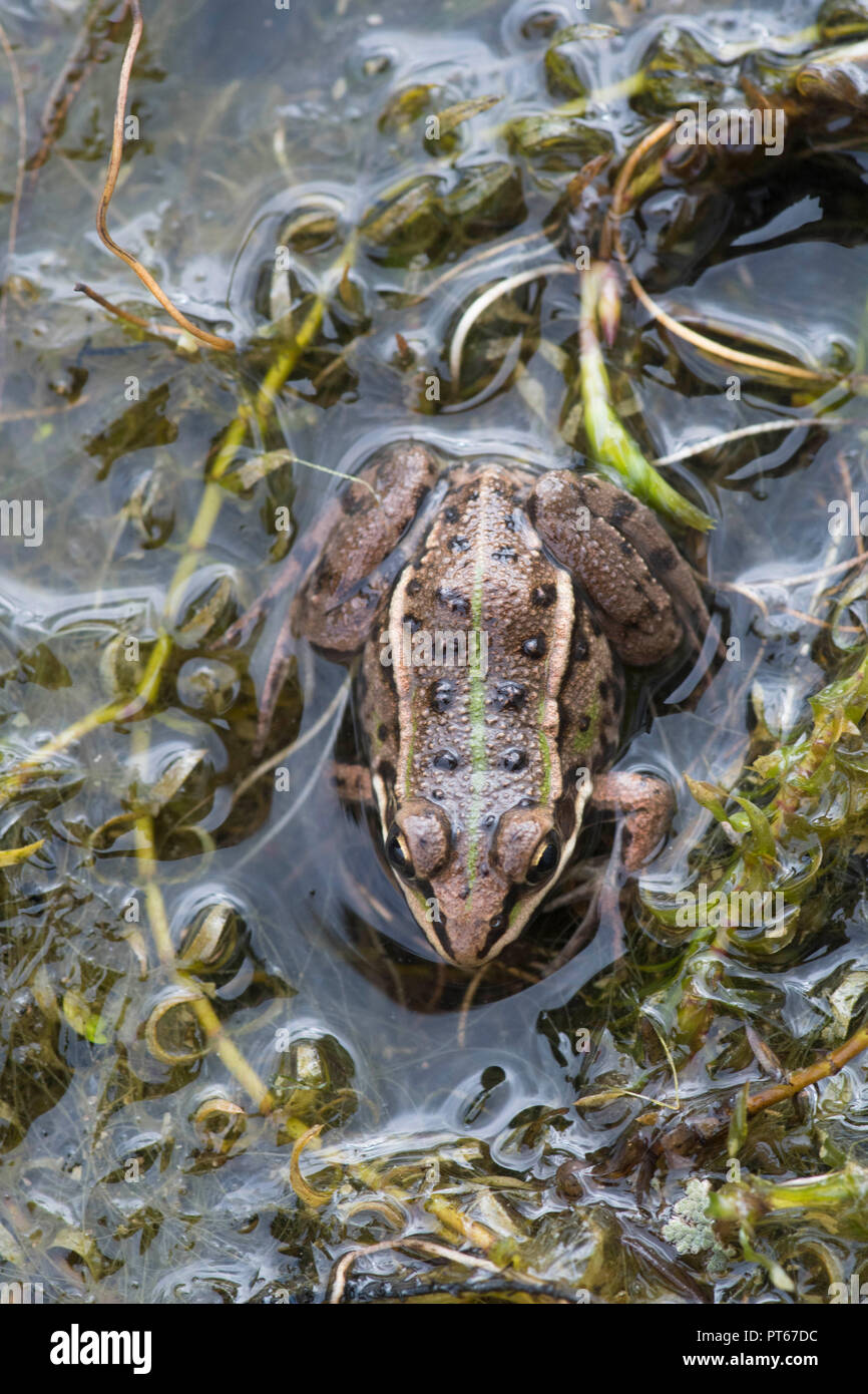 Pool frog france hi-res stock photography and images - Alamy
