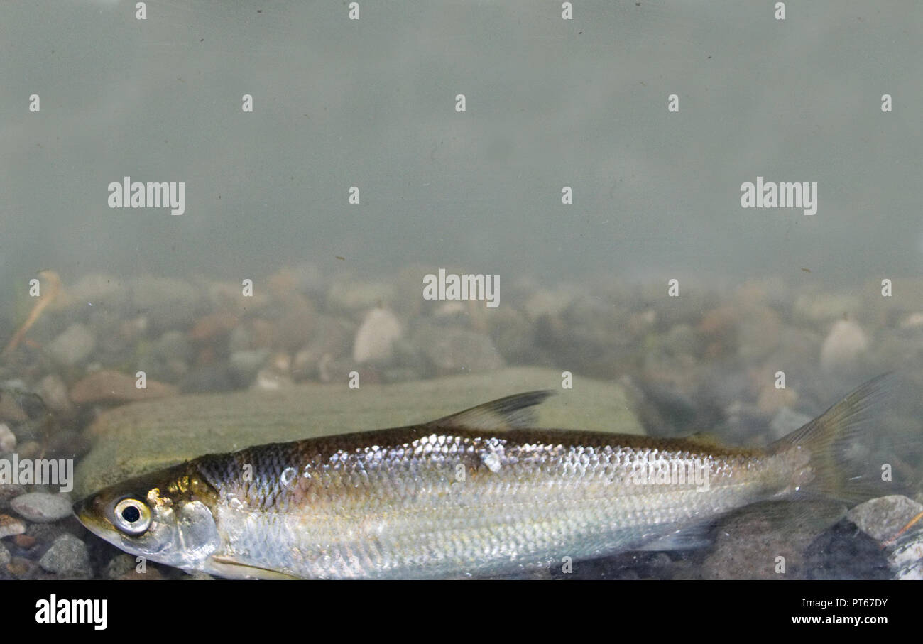 Vendace (Rarest uk fish Stock Photo - Alamy