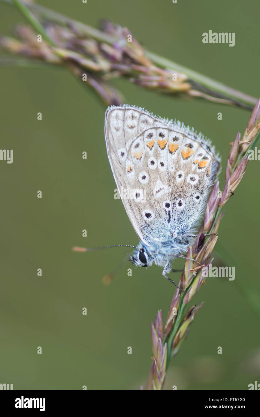 silver-studded blue butterfly Stock Photo - Alamy