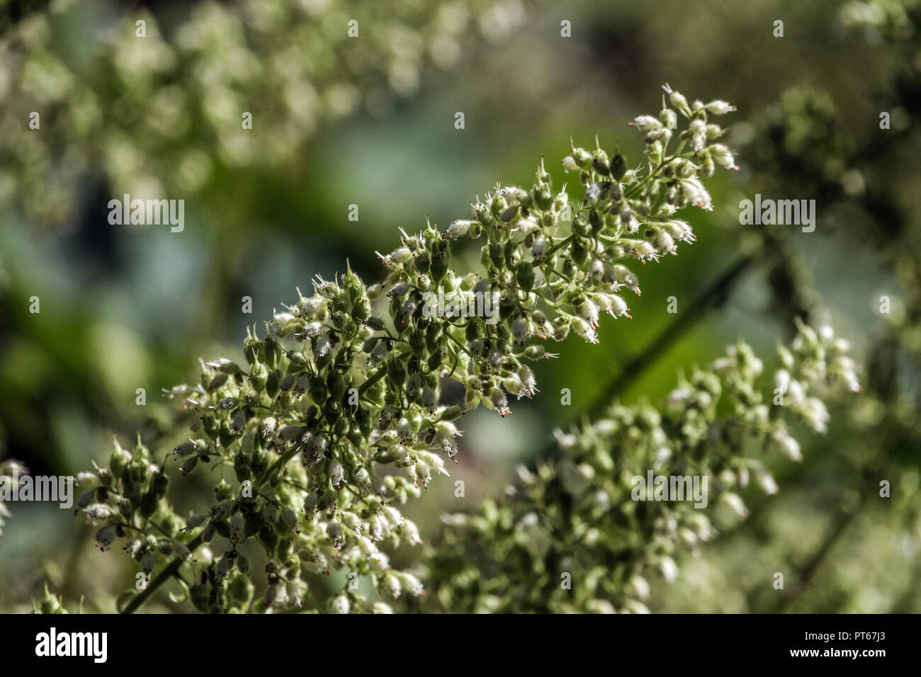 Hairy alumroot, Heuchera villosa "Macrorhiza Stock Photo - Alamy