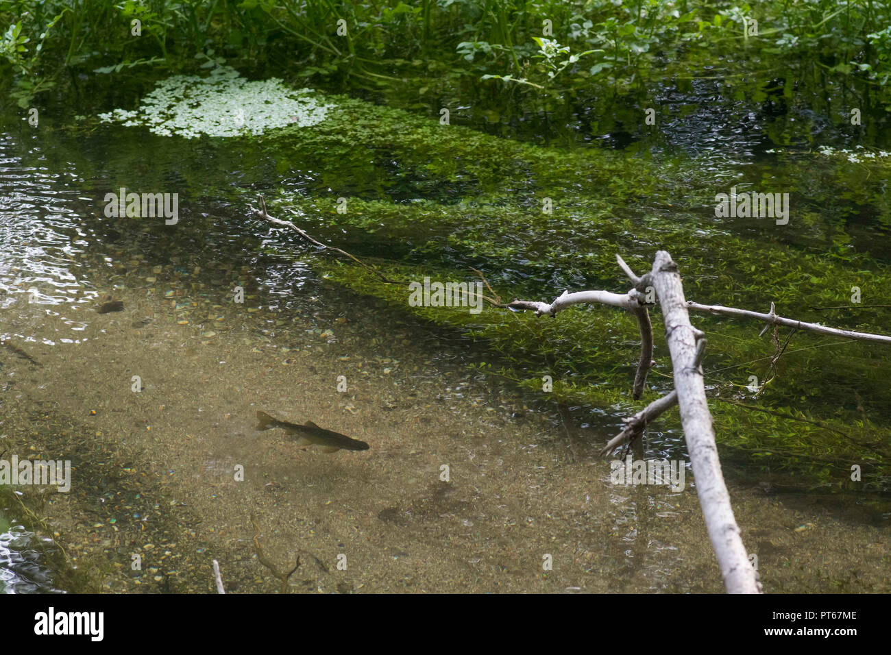 Brown trout swimming in a chalk stream Stock Photo - Alamy