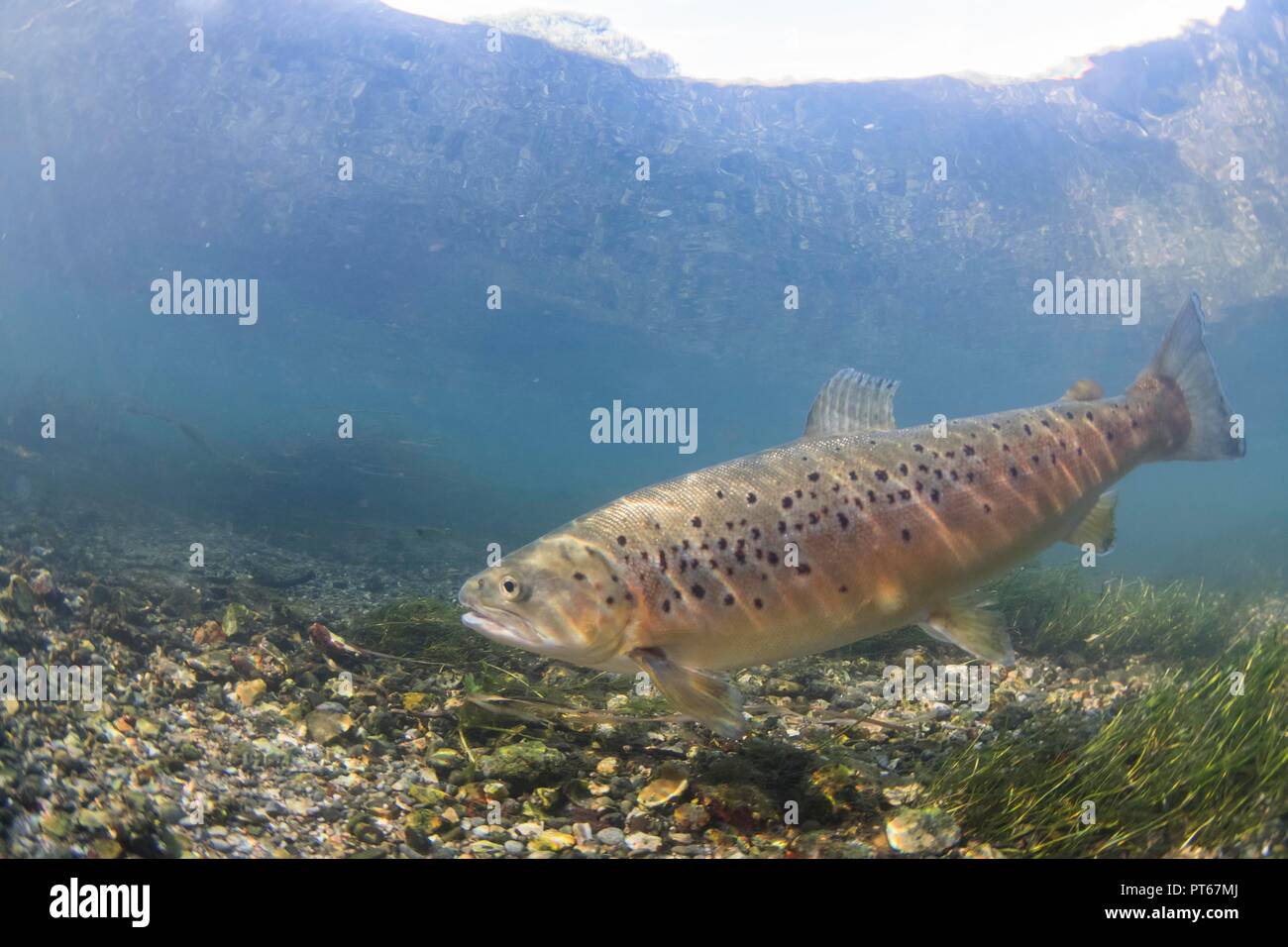 Chalk Stream Trout Stock Photos & Chalk Stream Trout Stock Images - Alamy