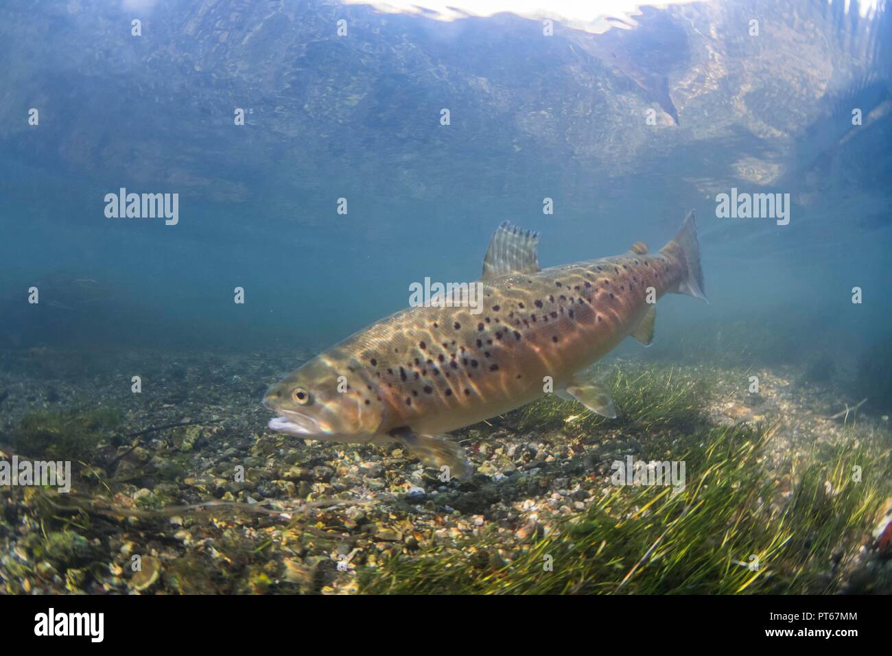 Stocked brown trout in a chalk stream Stock Photo - Alamy