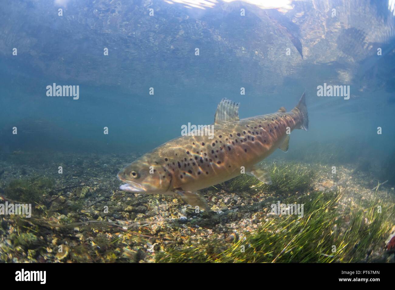Chalkstream trout hi-res stock photography and images - Alamy