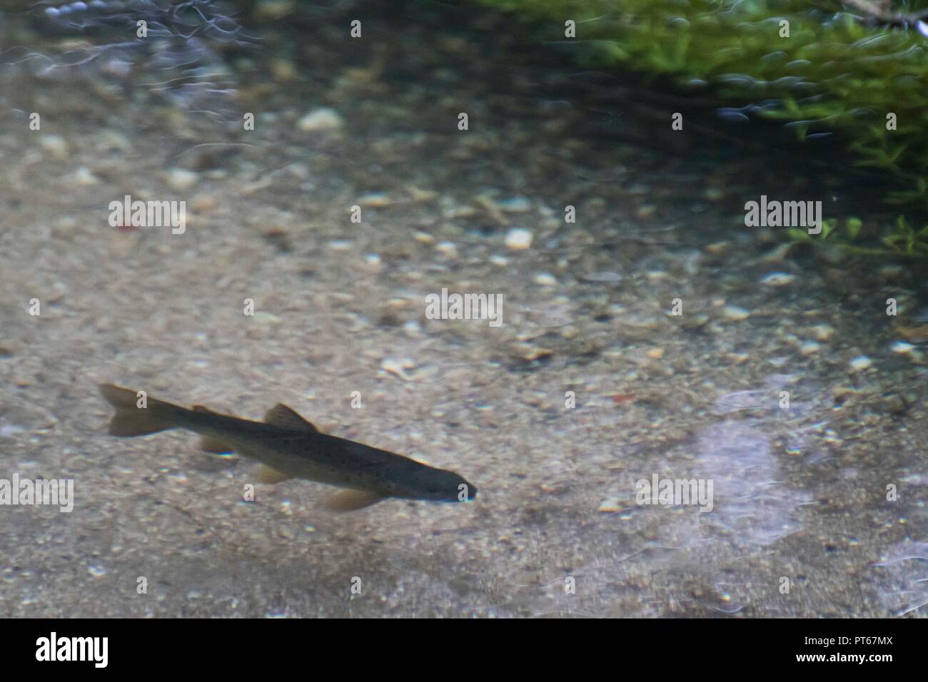 Trout chalk stream hi-res stock photography and images - Alamy