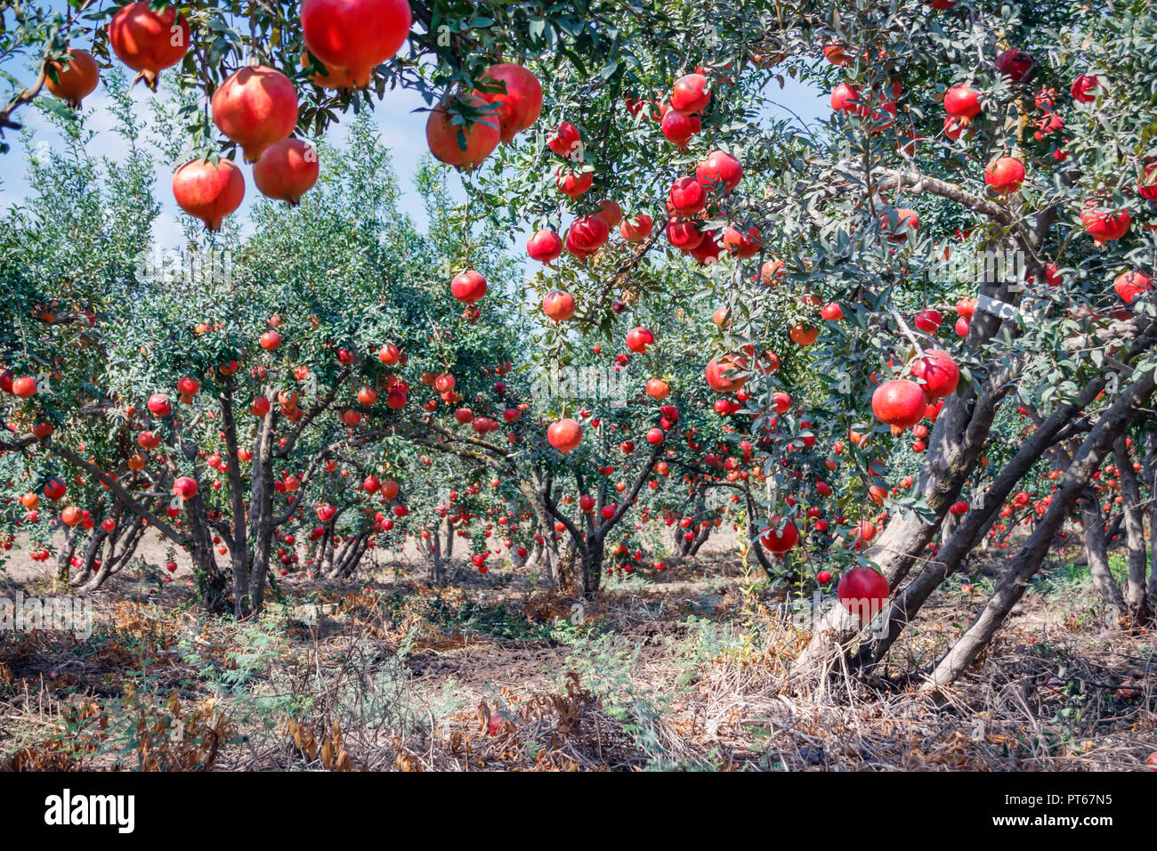 Pomegranate branches hi-res stock photography and images - Alamy