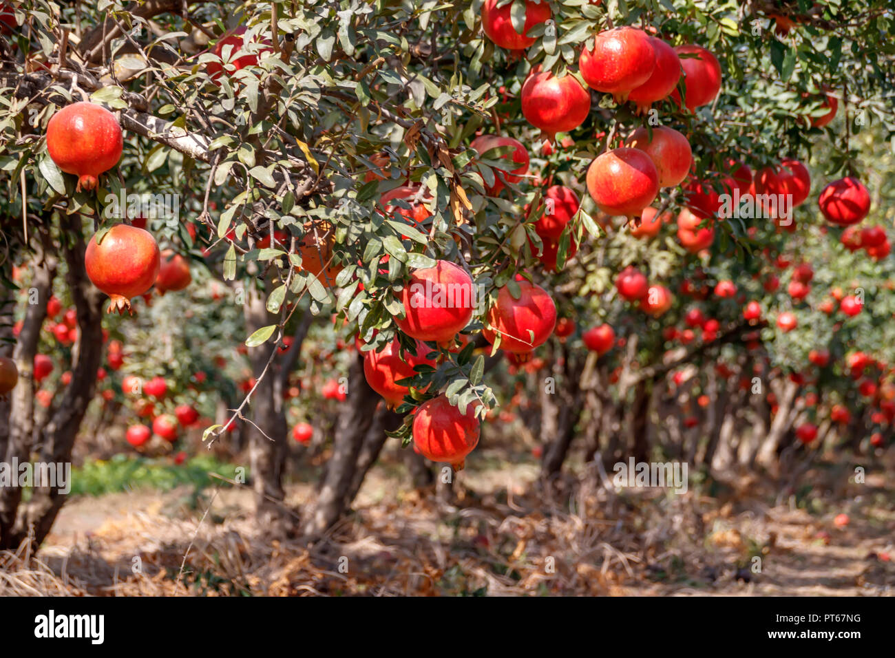 Ripe pomegranate fruits on the branches of trees close-up Stock Photo ...