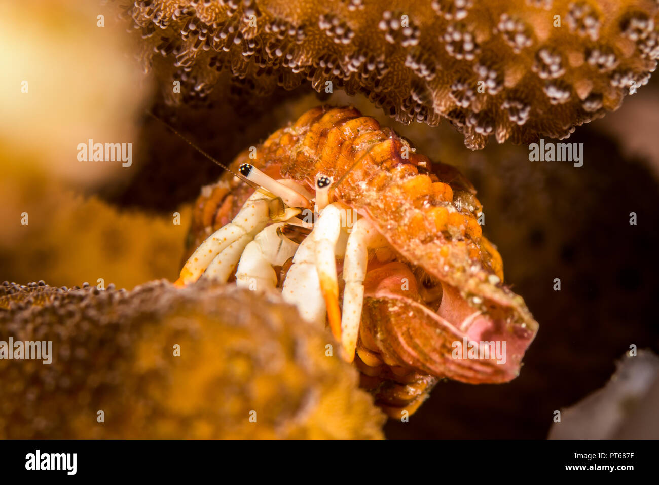 Calcinus crab hi-res stock photography and images - Alamy