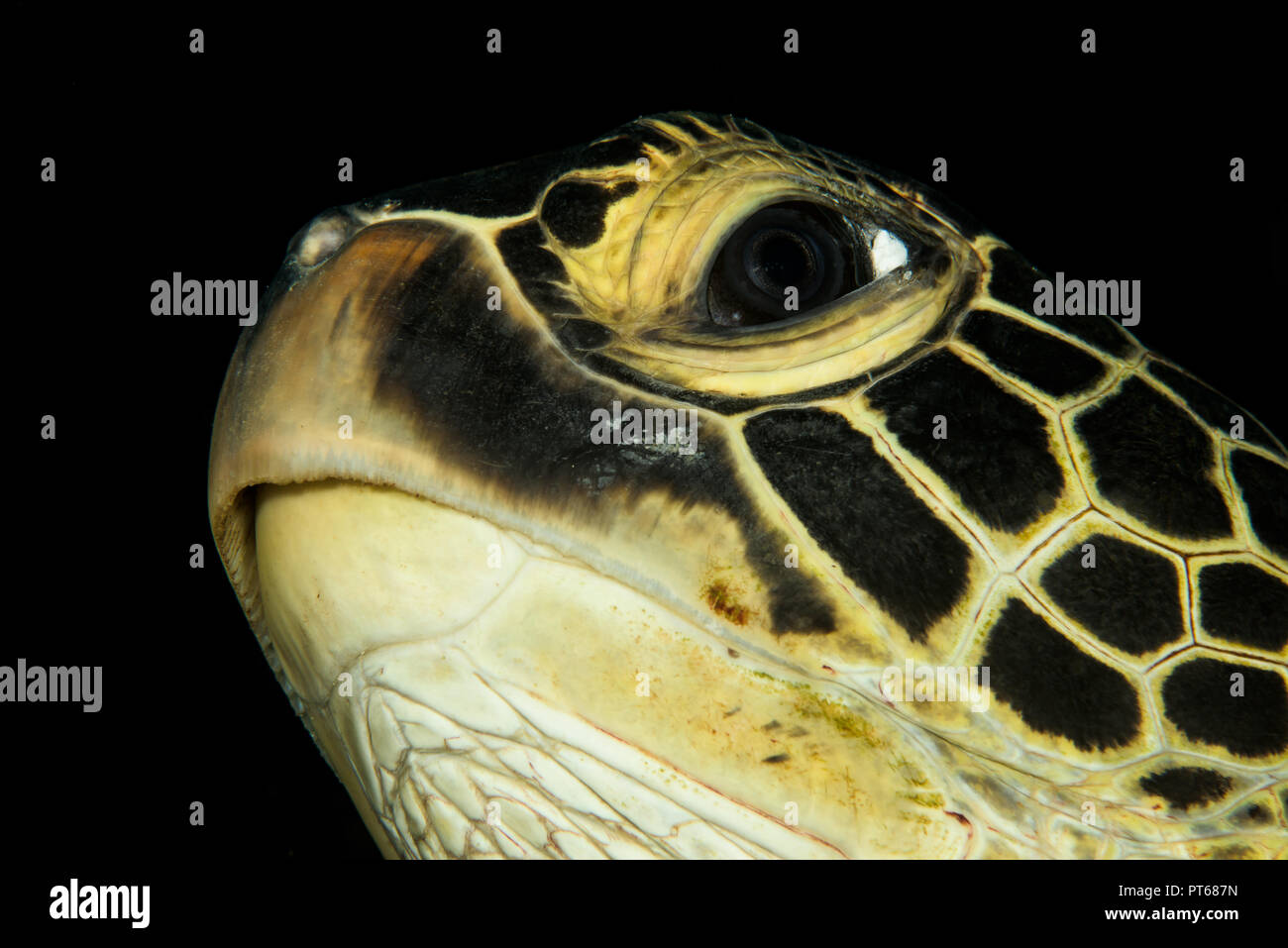 green sea turtle head Stock Photo - Alamy