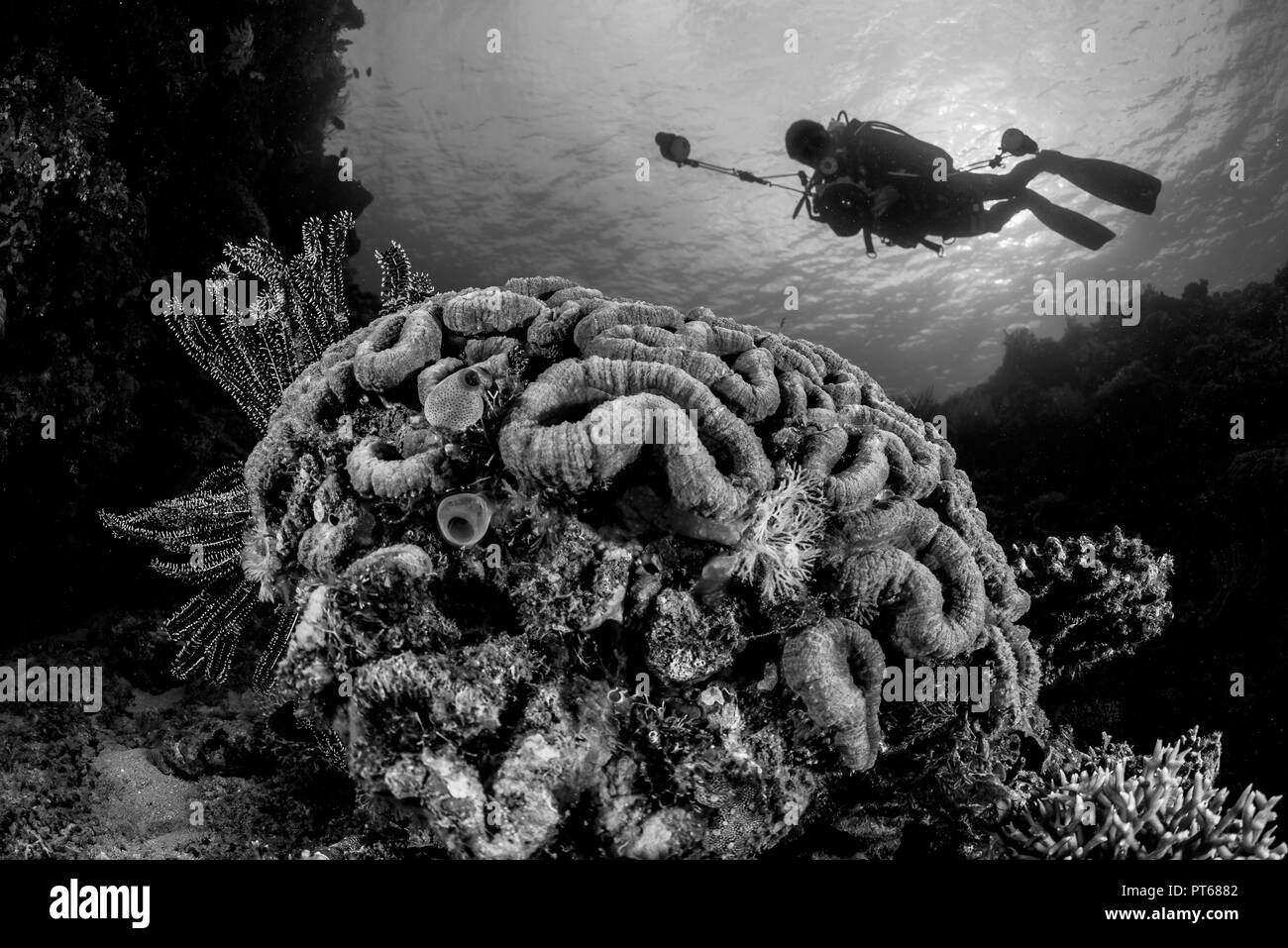 Coral Formation Stock Photos & Coral Formation Stock Images - Alamy