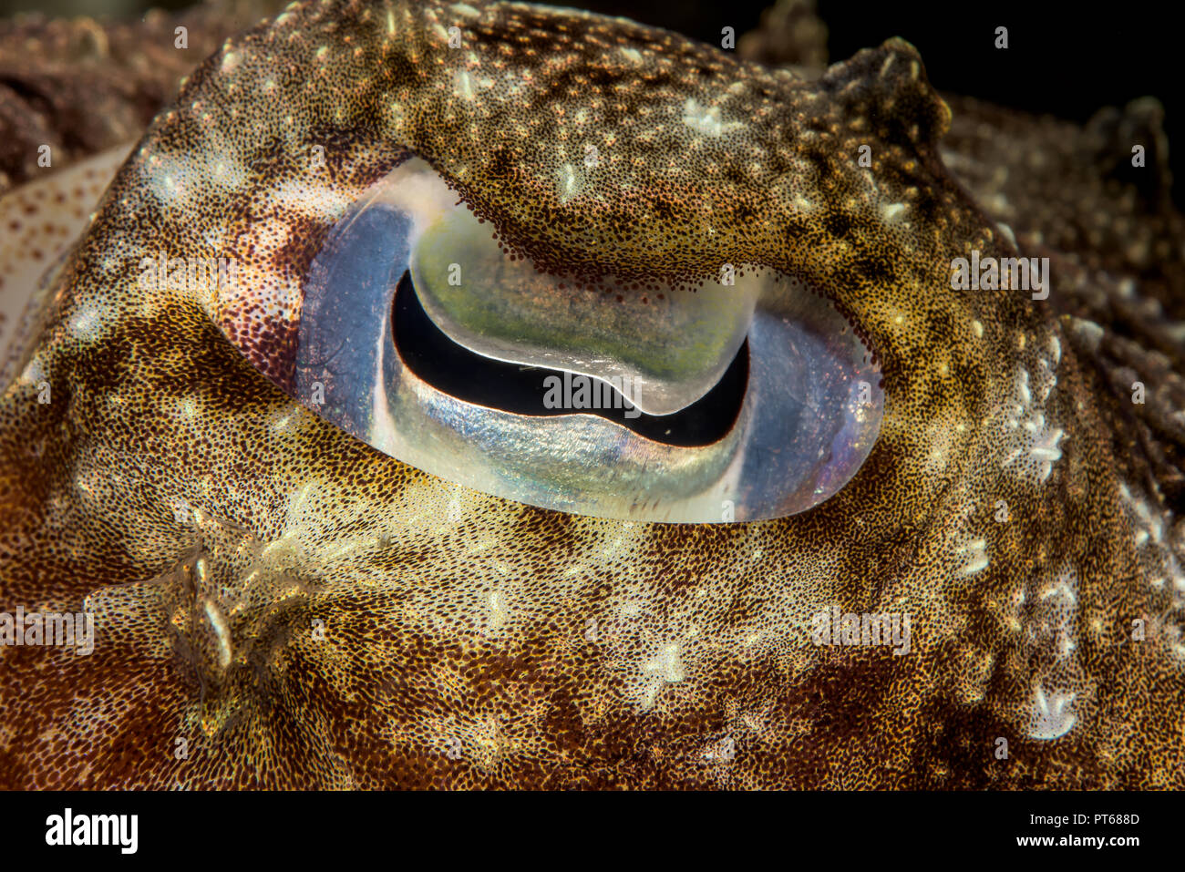 Eye of broadclub cuttlefish hi-res stock photography and images - Alamy