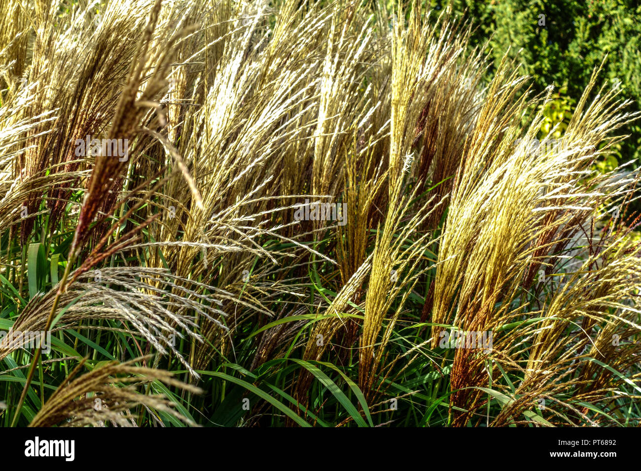Miscanthus sinensis, Chinese SIlver Grass, ornamental grass with ...