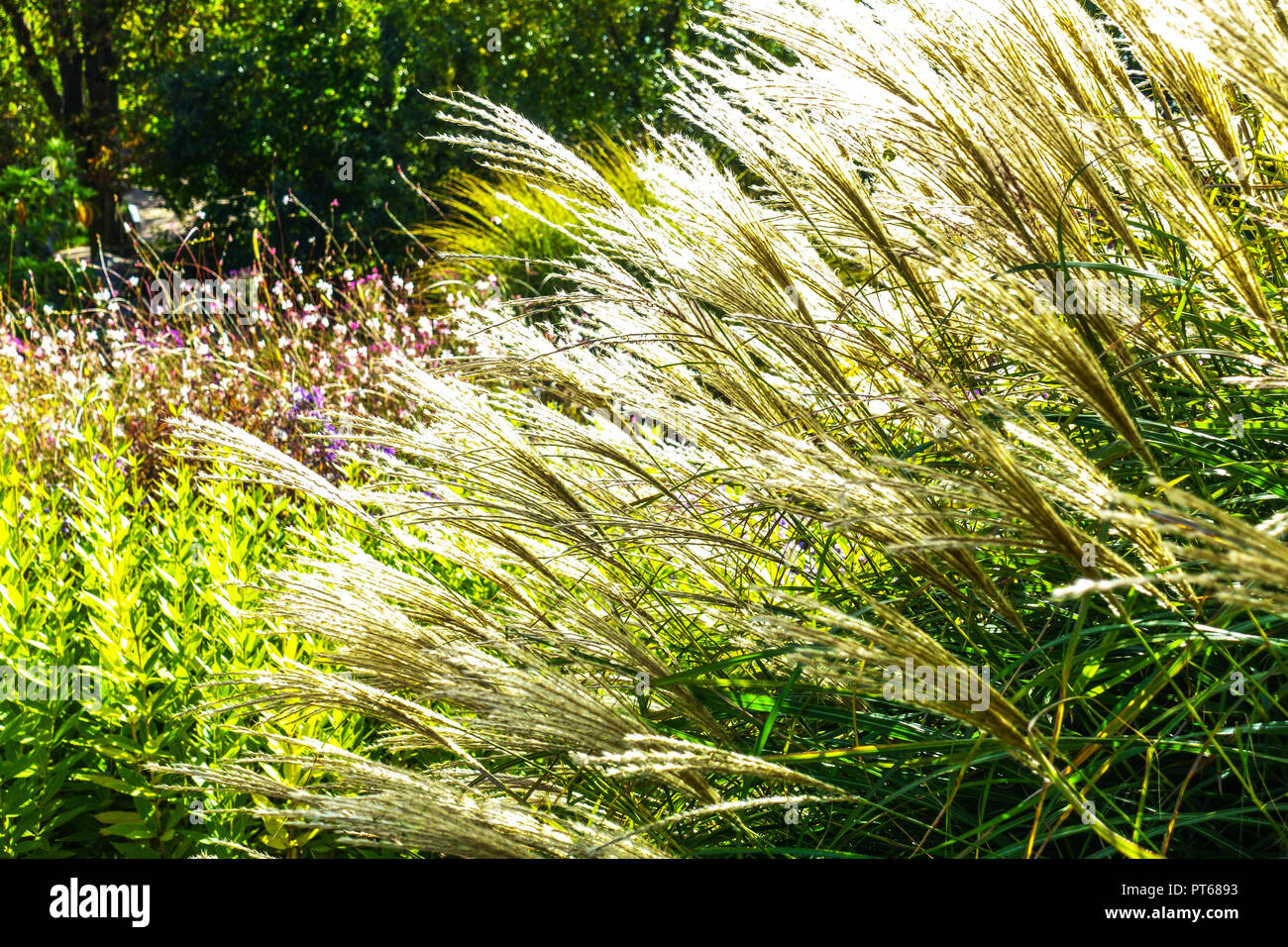 Miscanthus sinensis, Chinese SIlver Grass, ornamental grass with ...