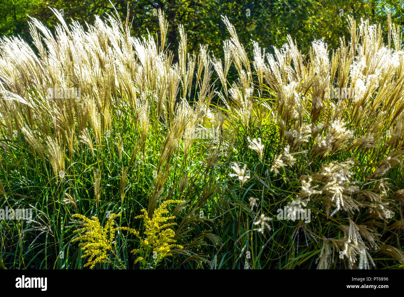 Miscanthus sinensis, Chinese SIlver Grass, ornamental grass with ...