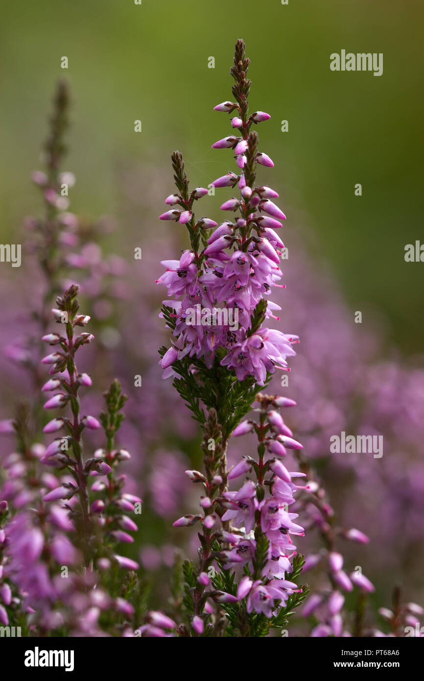 Heather, Calluna vulgaris, flower, Scotland Stock Photo - Alamy