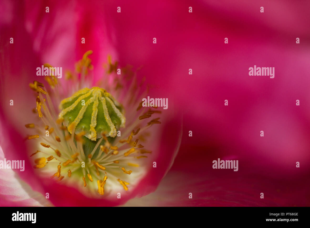 White prickly poppy wildflower hi-res stock photography and images - Alamy